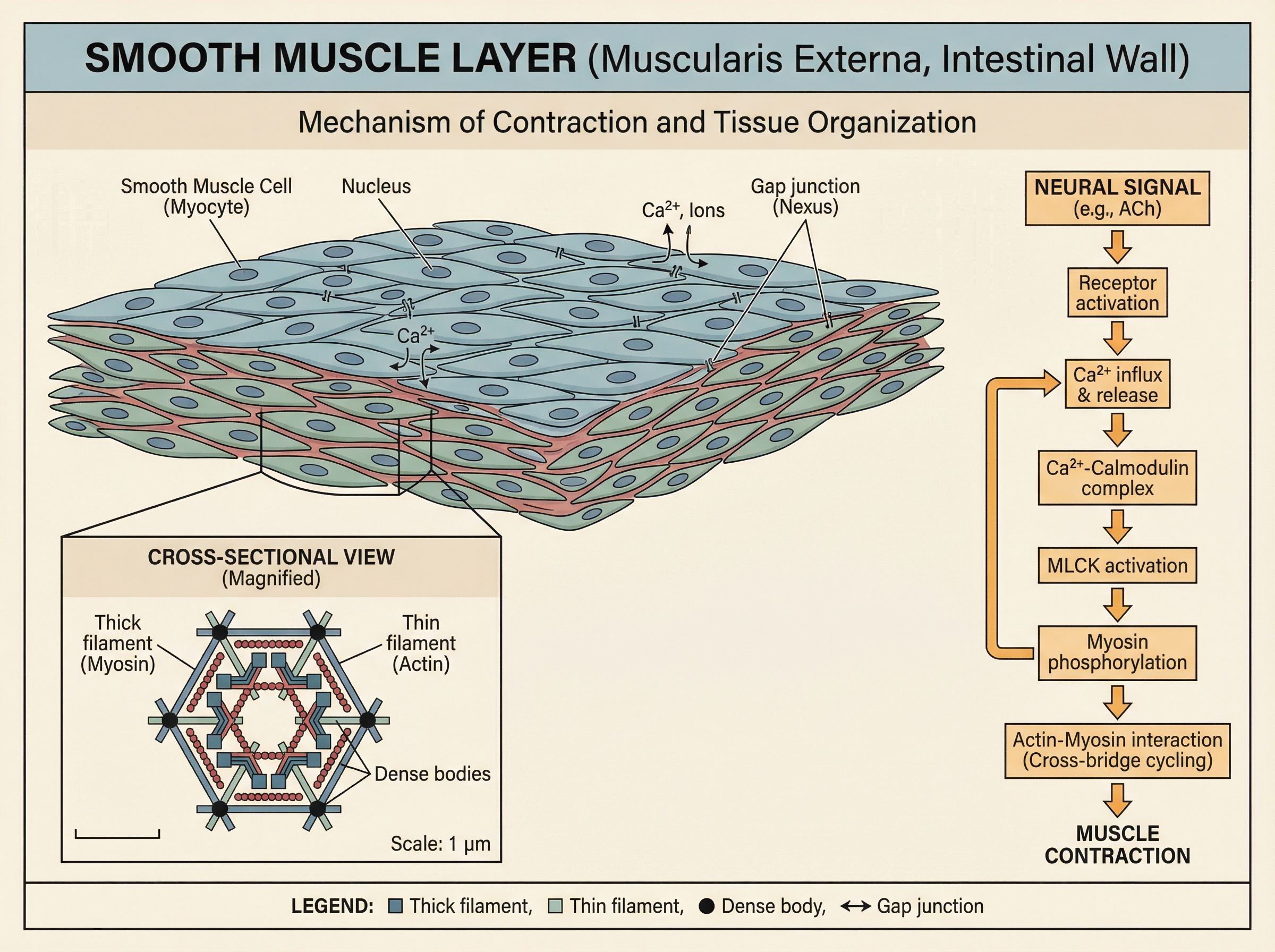 Generate a flattened schematic diagram of smooth muscle f... | SciDraw ...