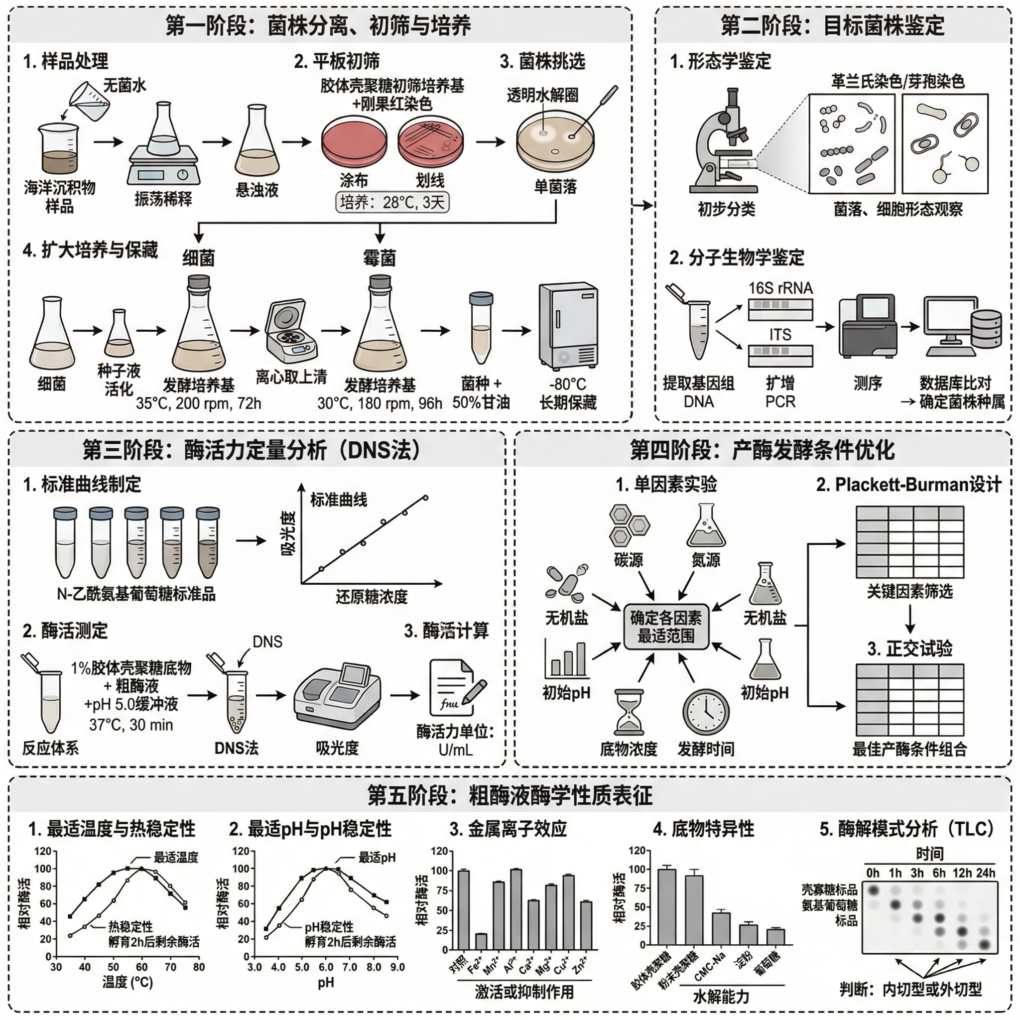 Phase 1: Strain Isolation, Primary Screening, and Cultiva... | SciDraw ...