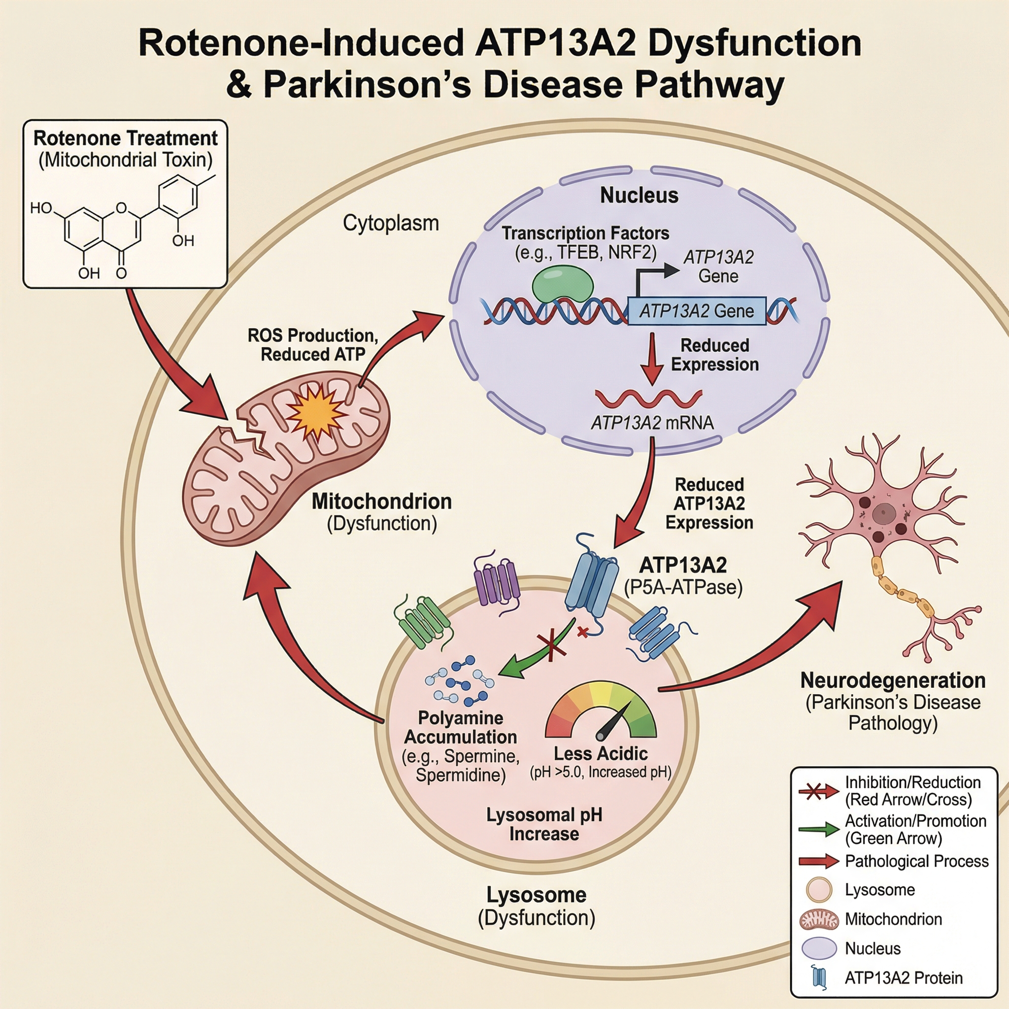 ATP13A2 is a lysosomal protein present in neurons and inv... | SciDraw ...