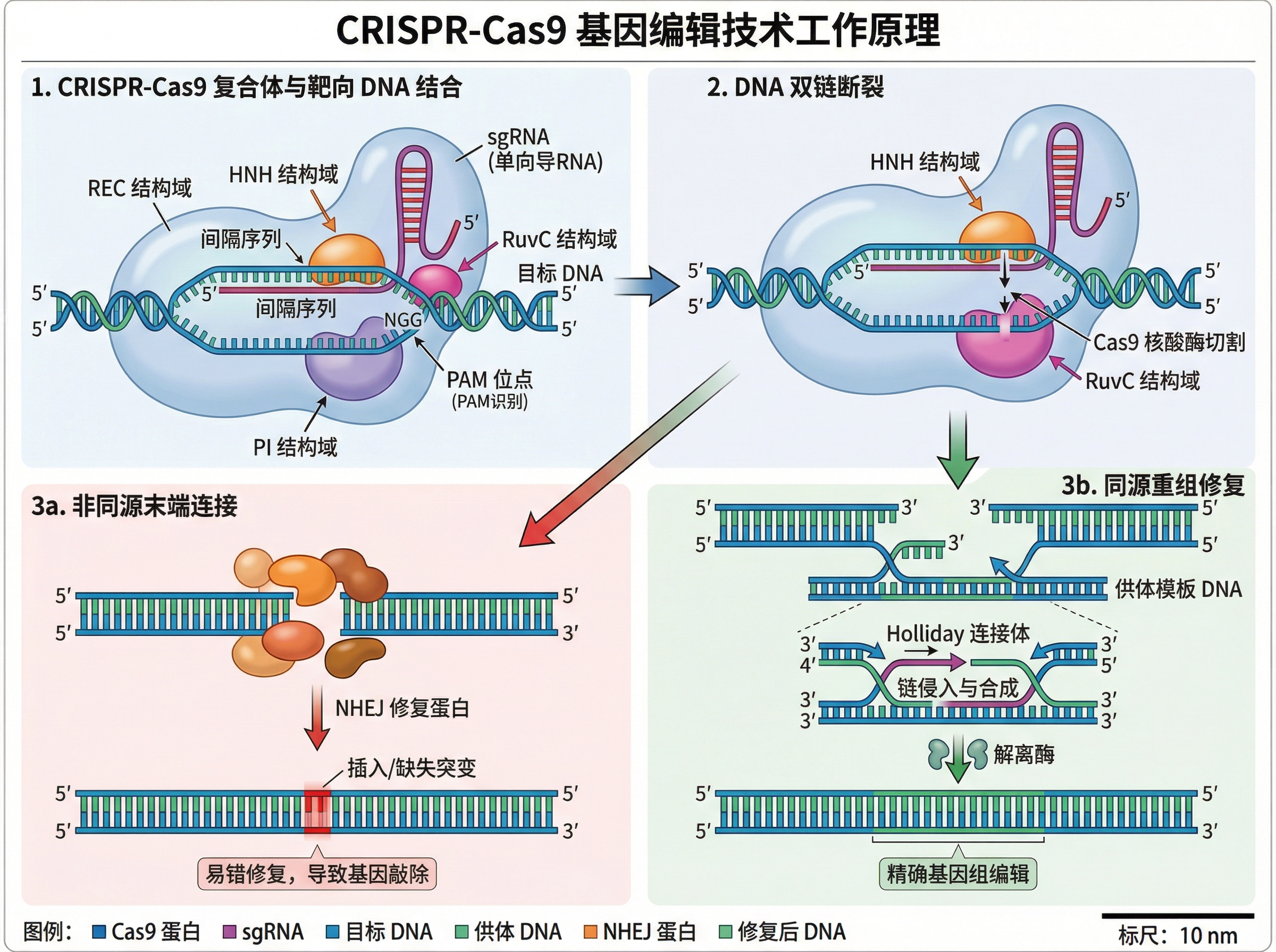 A diagram illustrating the working principle of CRISPR-Ca... | SciDraw ...