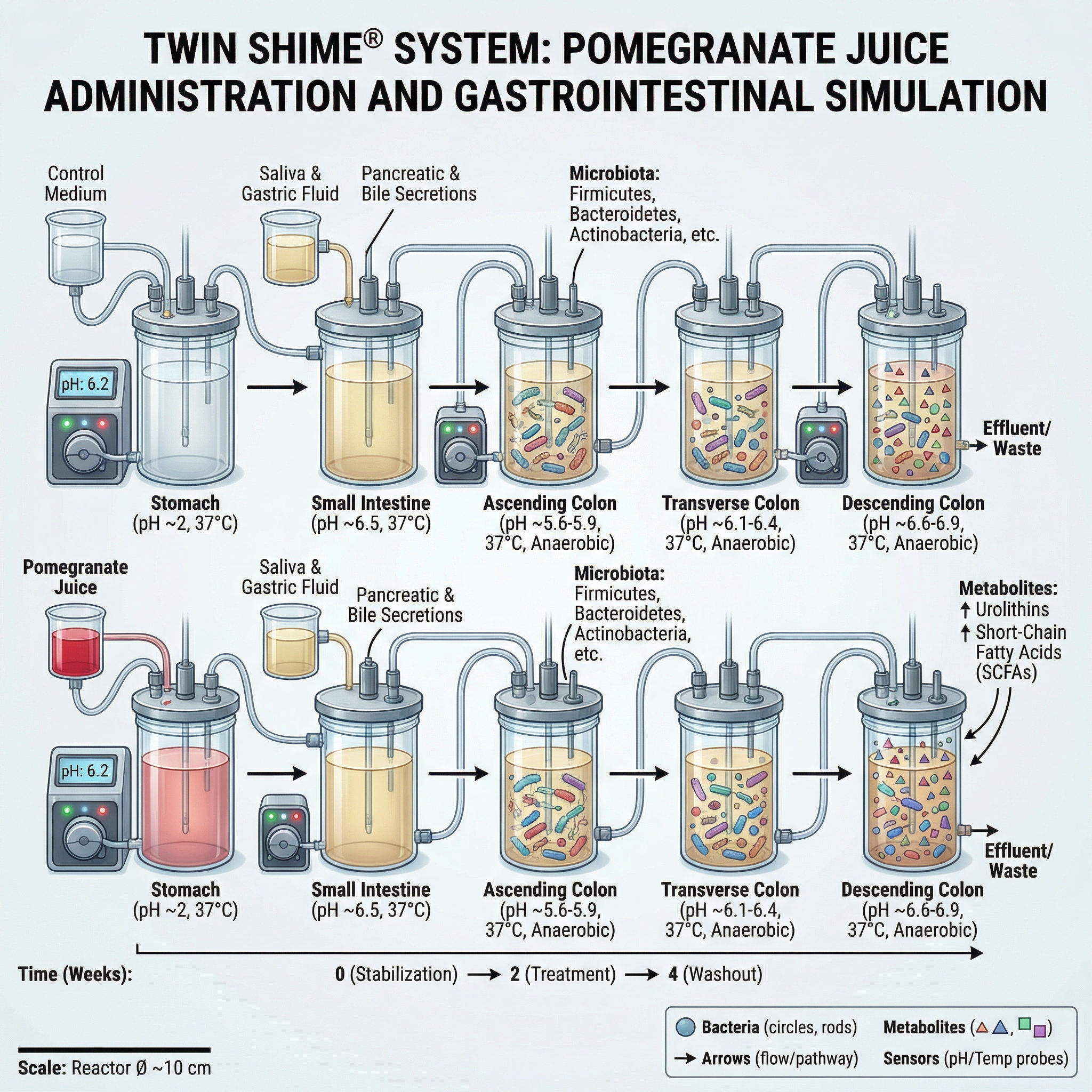 A twin SHIME® (Simulator of the Human Intestinal Microbia... | SciDraw ...
