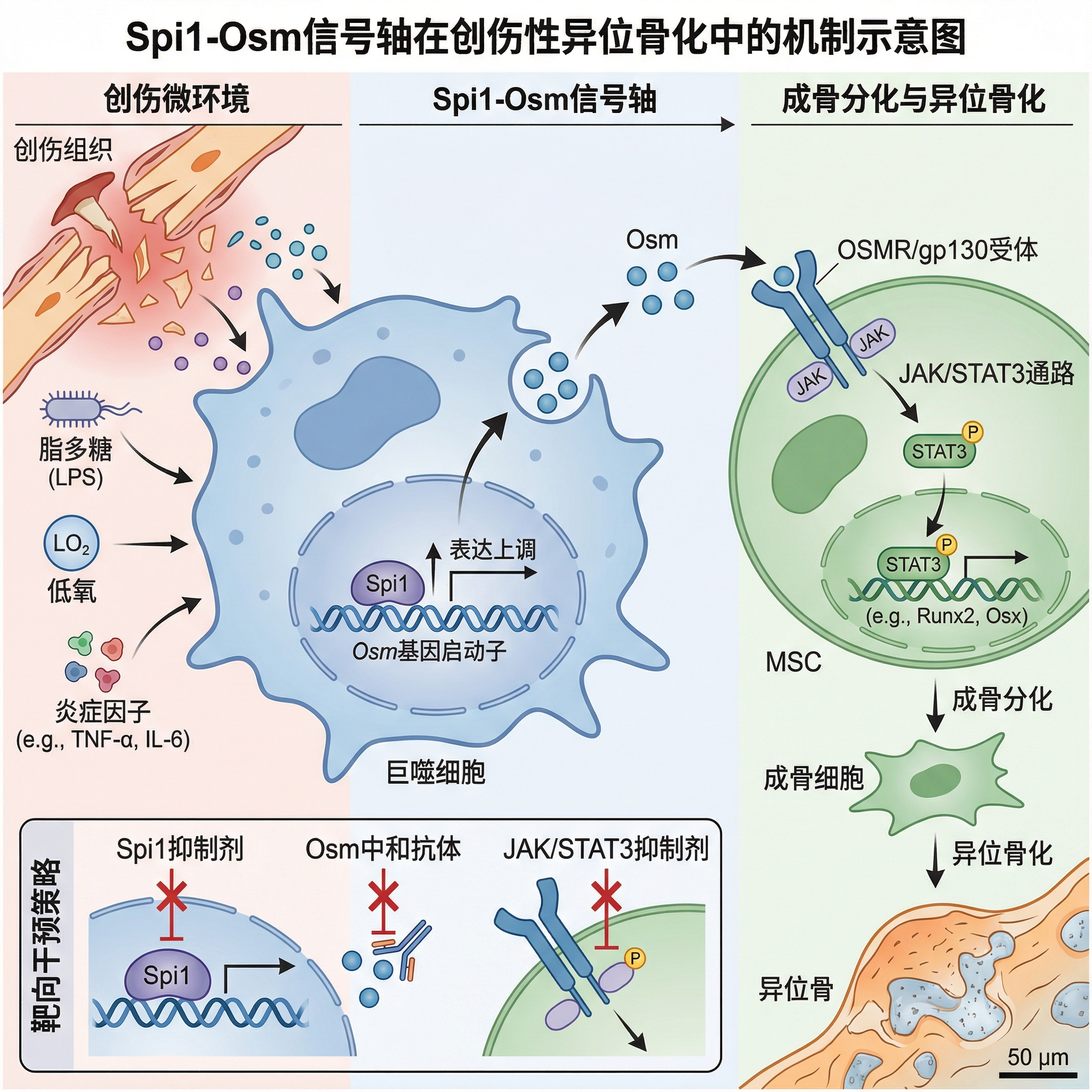 Schematic diagram of the mechanism of the Spi1-Osm signal... | SciDraw ...